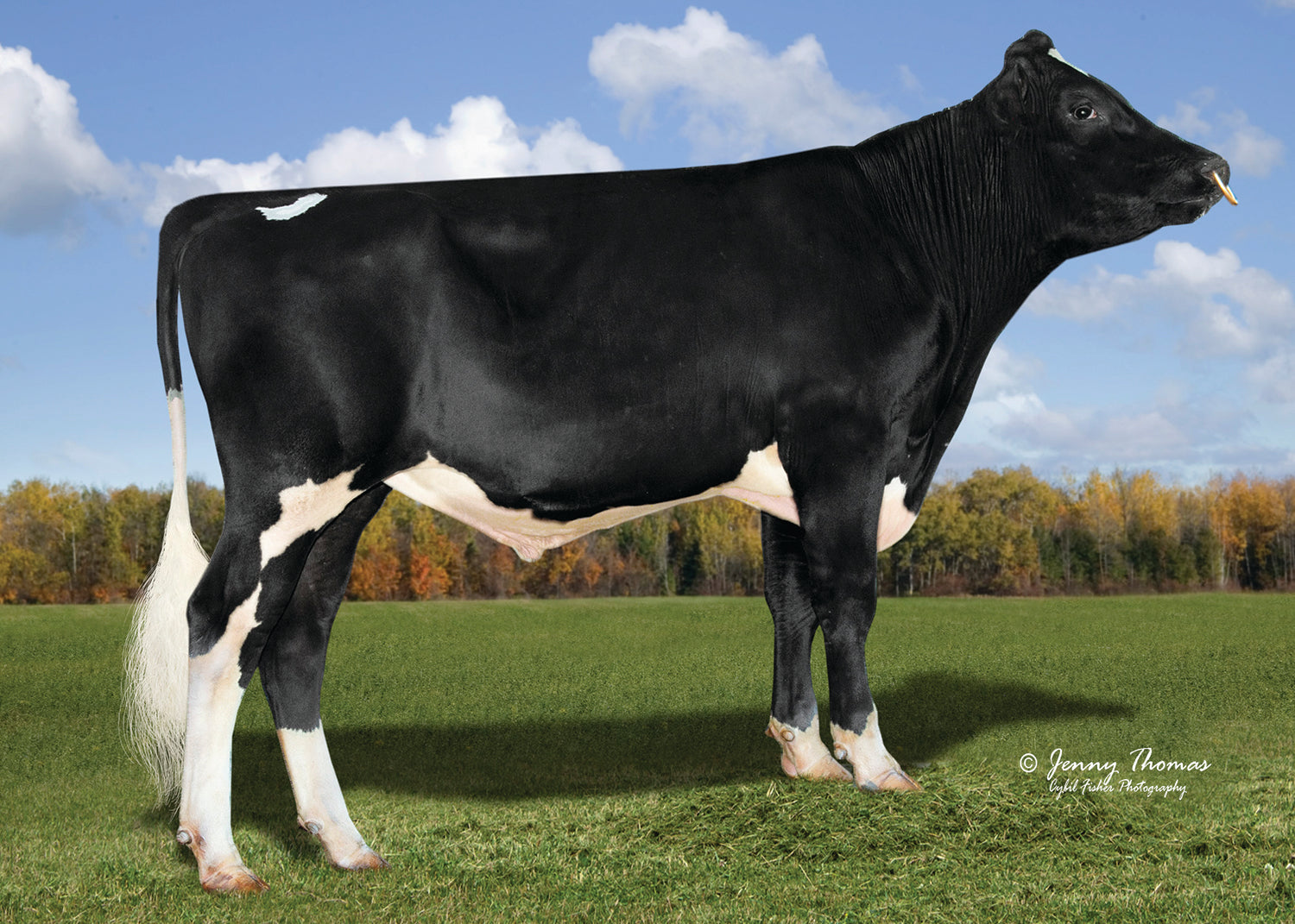 WWS Ireland – WWS Ireland