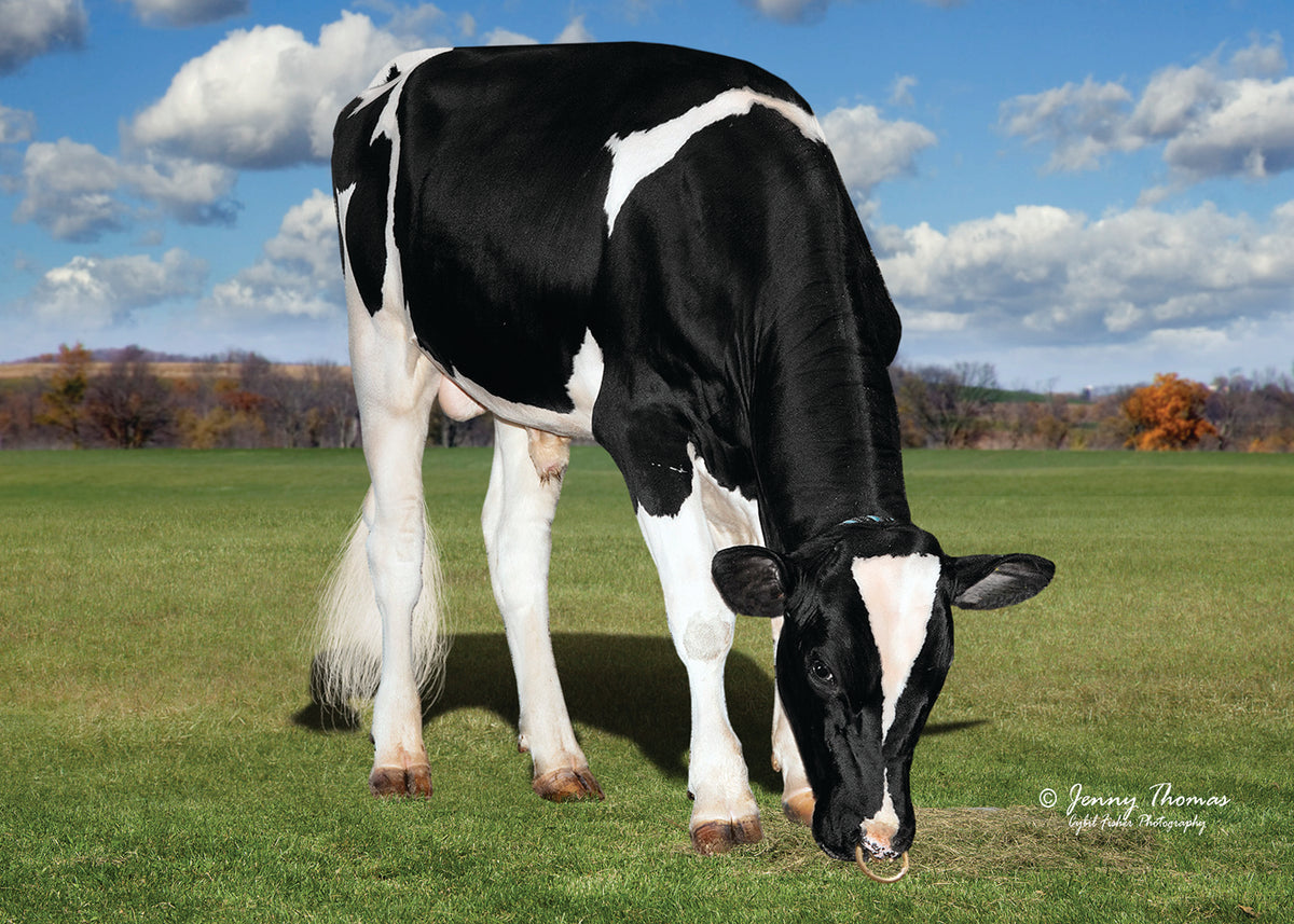 Organic Dairy Bull | Pine-Tree Organic-ET FR9720 | Holstein Dairy Bull ...