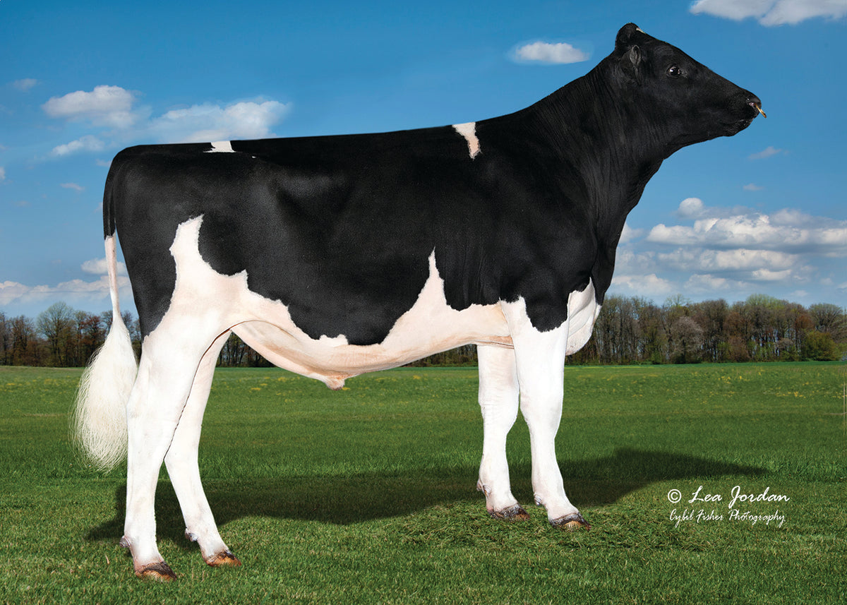 DECREE Holstein Bull | KINGS-RANSOM W DECREE | FR9735 | Holstein Dairy ...