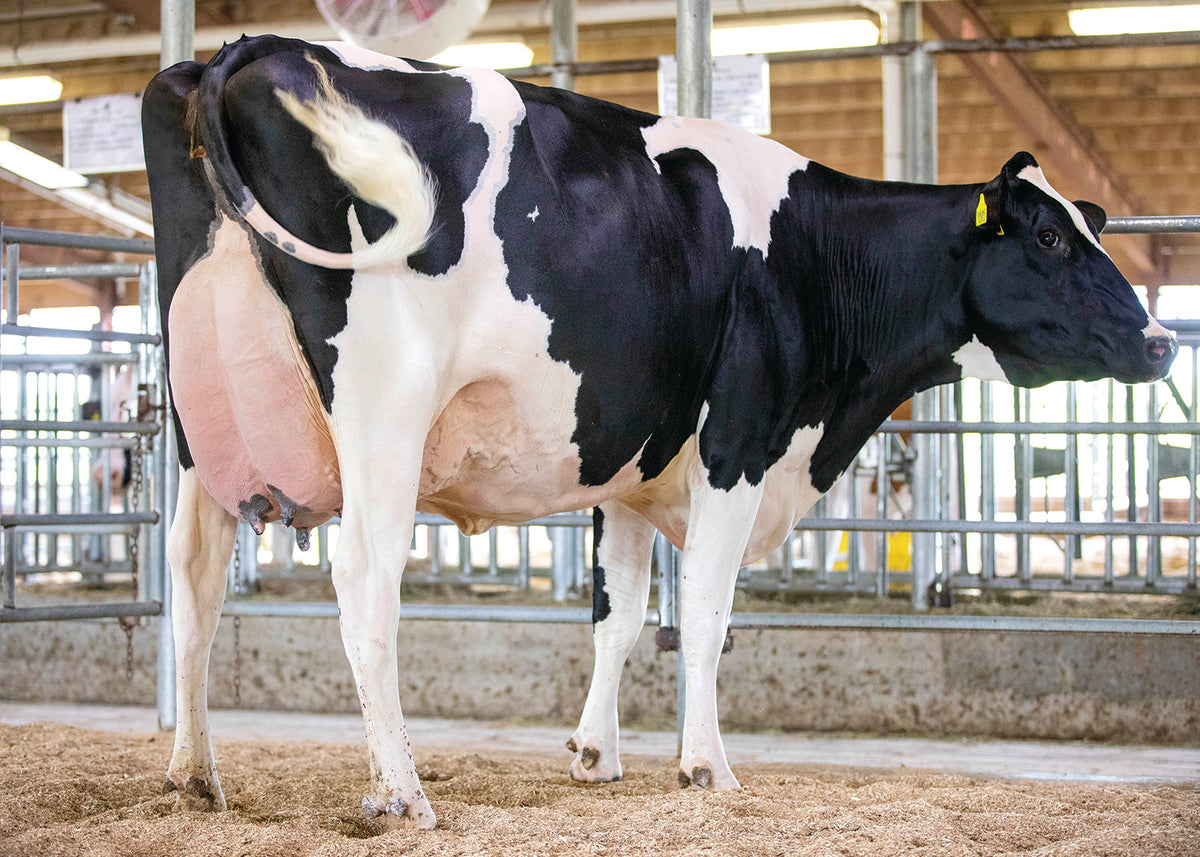 Pazzle Dairy Bull | Siemers RZ Pazzle 34954-ET FR9052 | Holstein Dairy ...