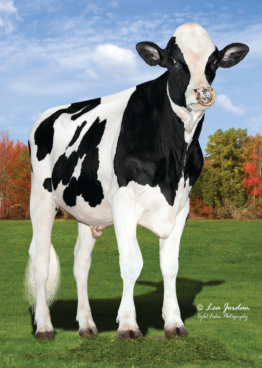 CHOICES Dairy Bull | MORNINGVIEW CHOICES-ET | Holstein Dairy Bull ...