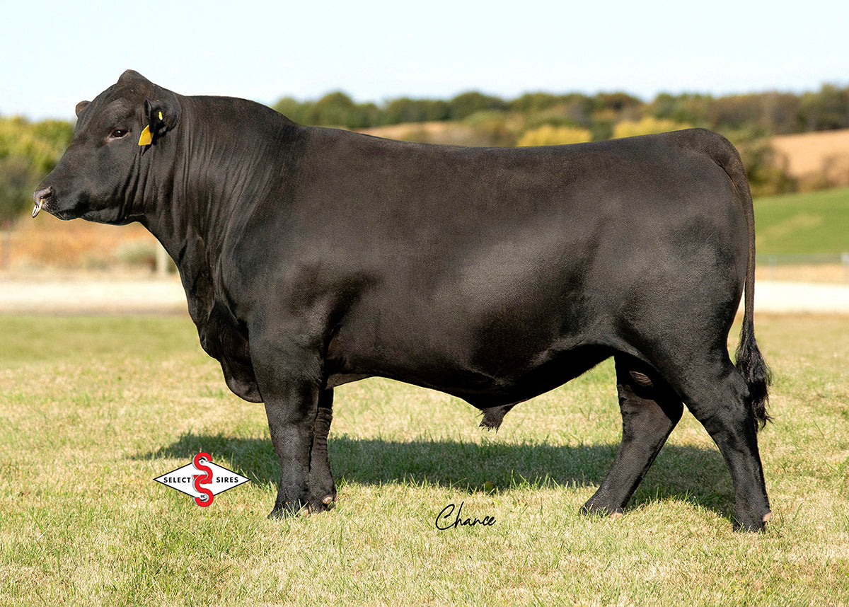 SUMMATION Beef Bull | Quaker Hill Summation U2U1 | Code:Pending | Angus ...