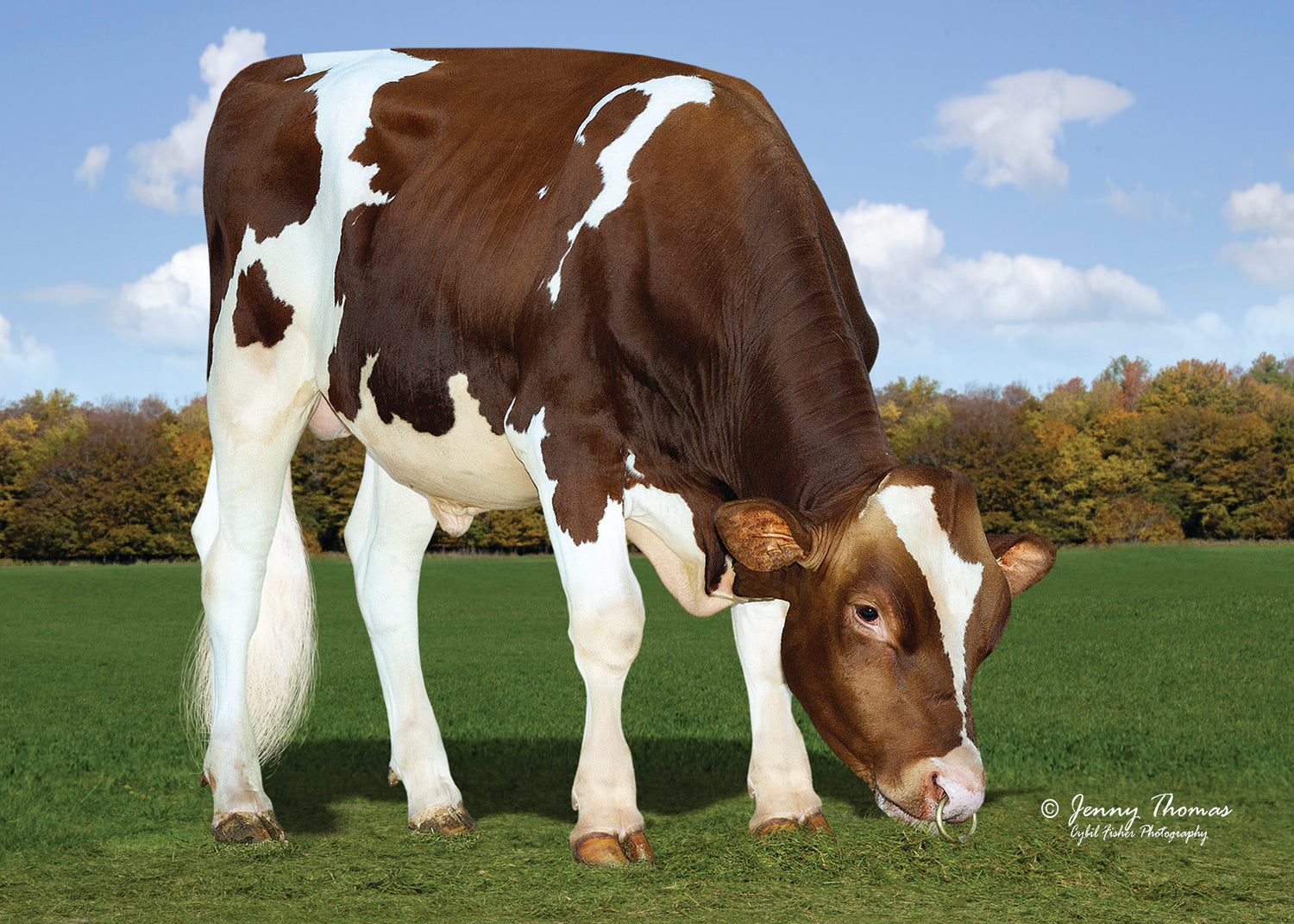 WWS Ireland – WWS Ireland