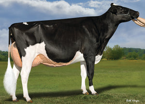 WWS Ireland – WWS Ireland