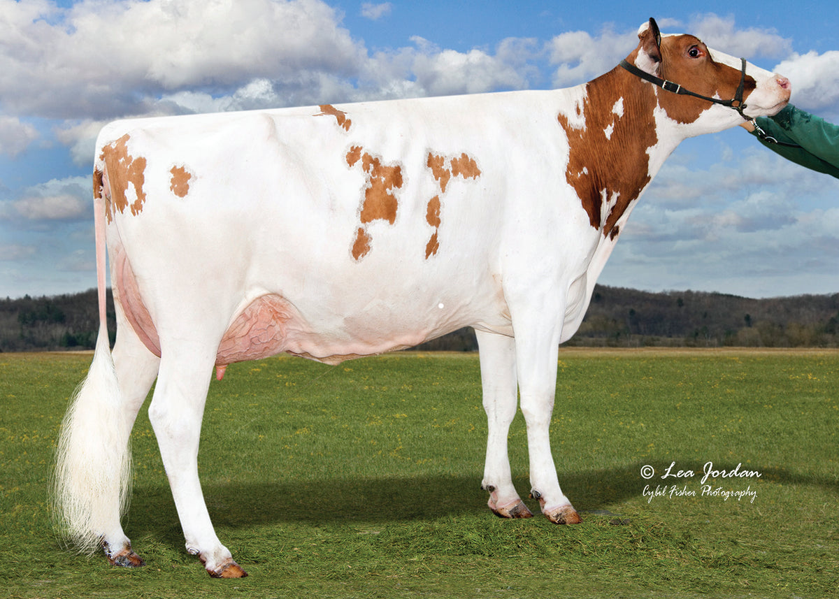 Reward-Red Dairy Bull | PLAIN-KNOLL HURLEY-ET | Holstein Dairy Bull ...