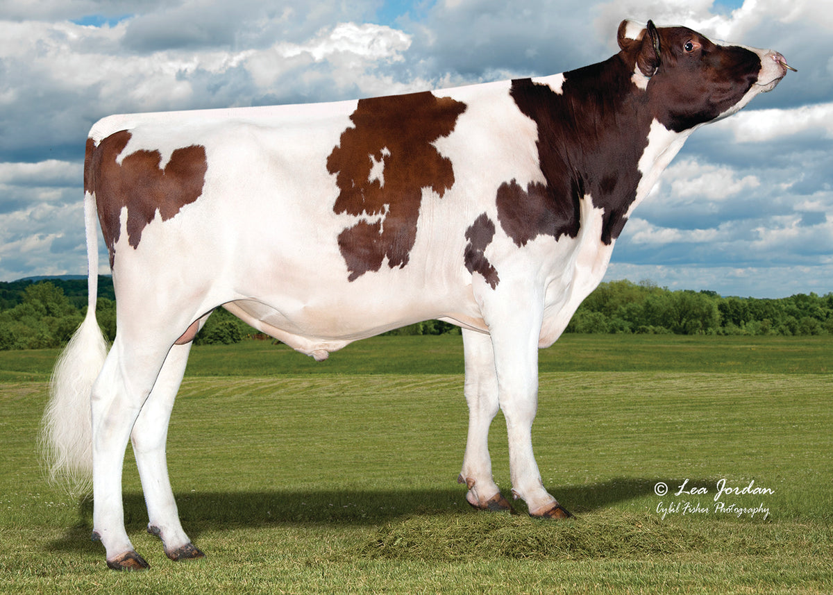 Reward-Red Dairy Bull | PLAIN-KNOLL HURLEY-ET | Holstein Dairy Bull ...