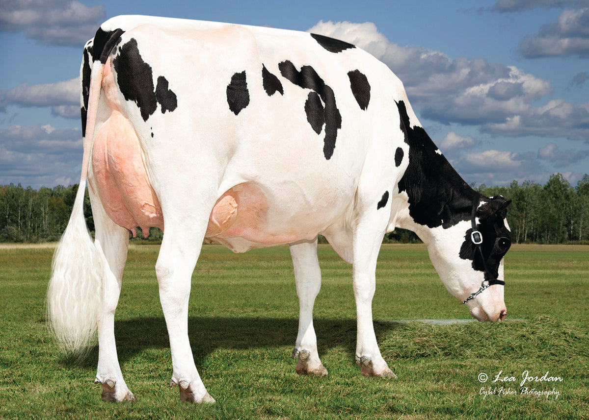 CHESROWN Dairy Bull | S-S-I OVERDO CHESROWN-ET| Holstein Dairy Bull ...