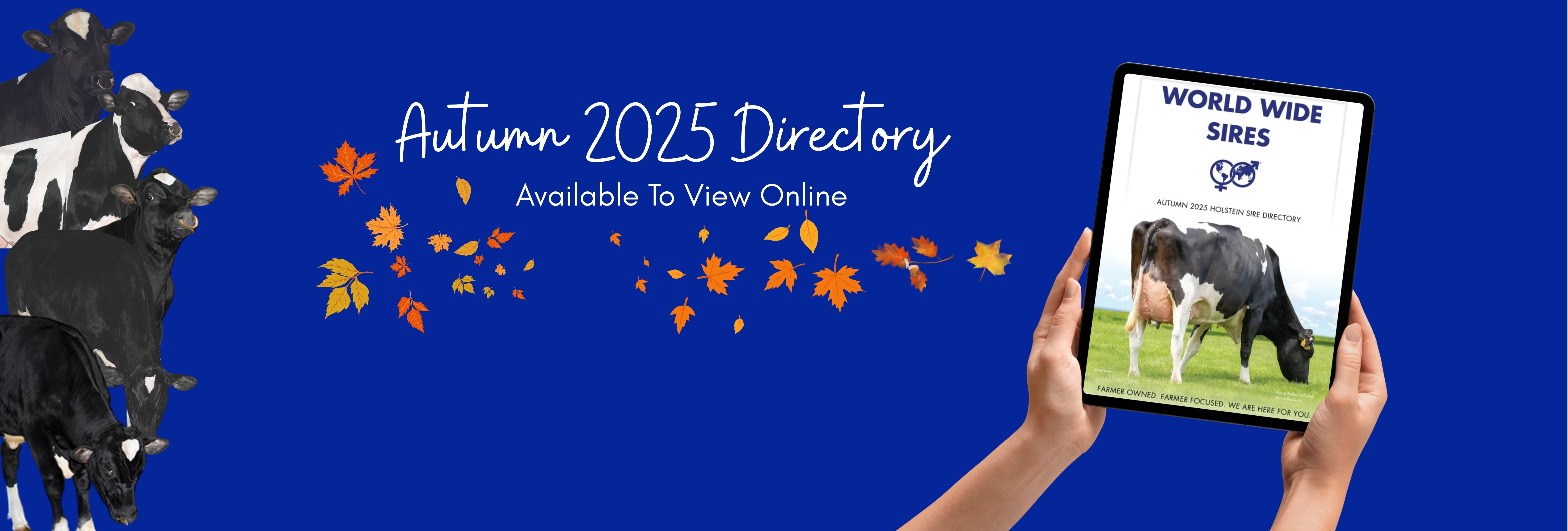 WWS Ireland – WWS Ireland