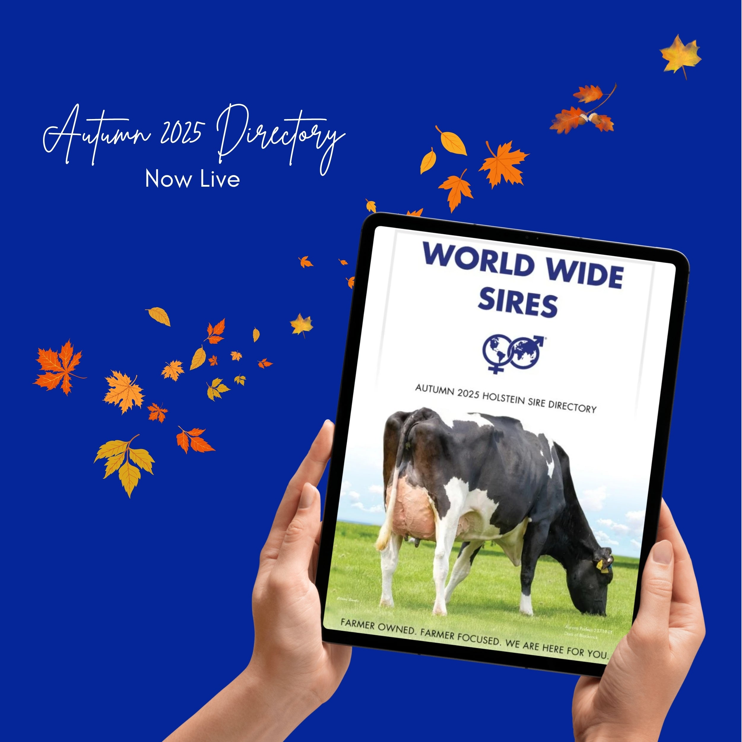 WWS Ireland – WWS Ireland