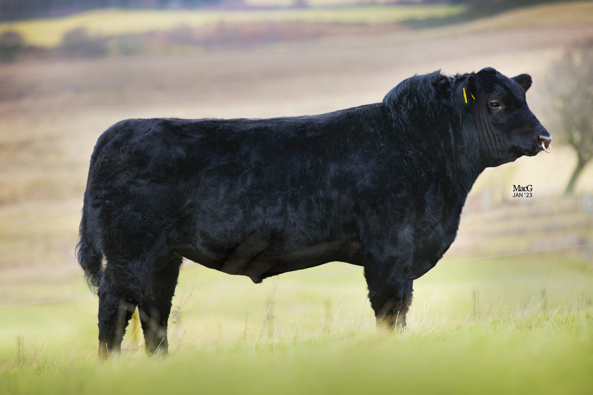 BLACK LIGHTNING Angus Bull | BLACK LIGHTNING | AA9983 | Angus Beef Bull ...
