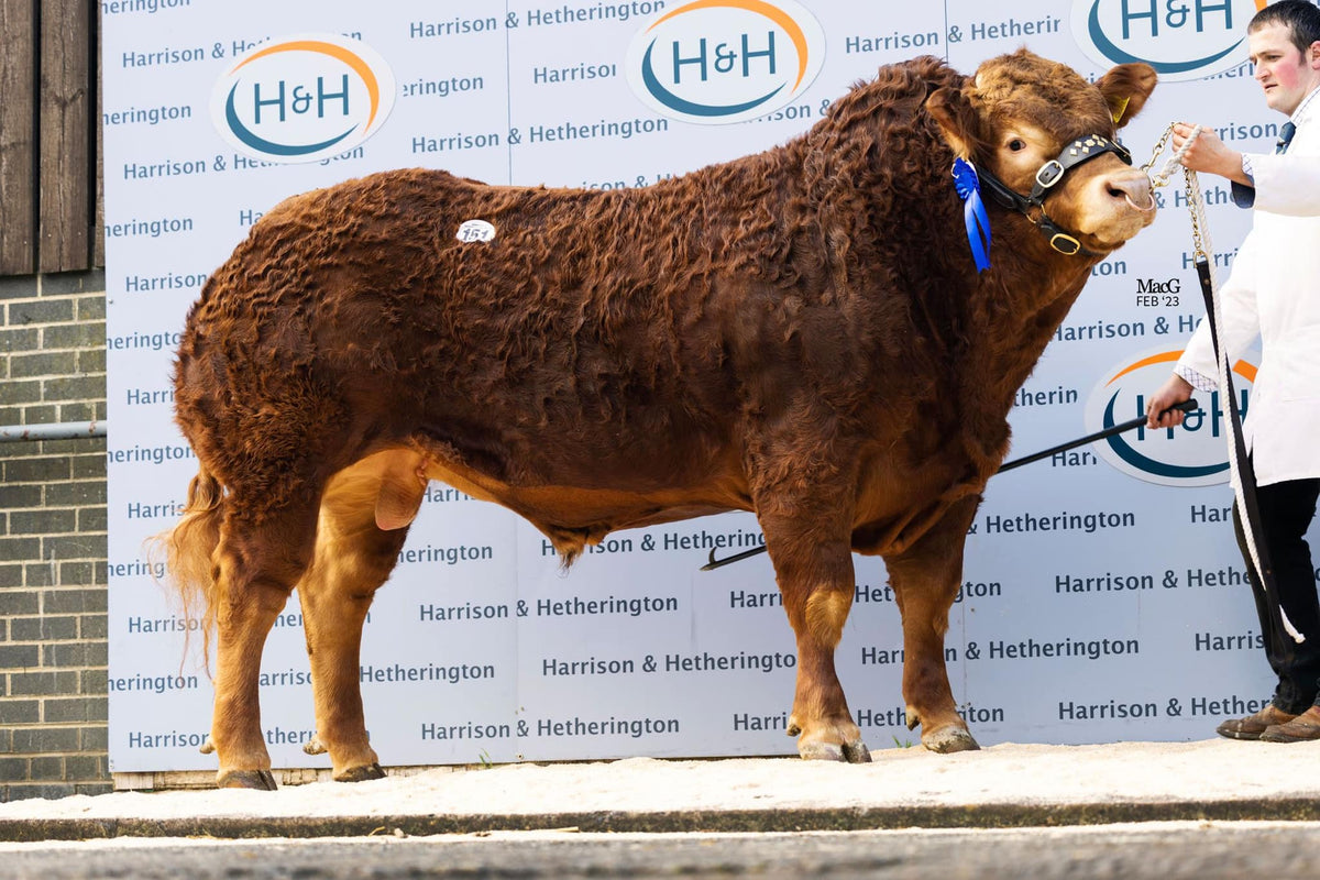 Sonofgod Beef Bull | Sonofgod| LM2574 | Limousin Beef Bull | Beef Sires ...