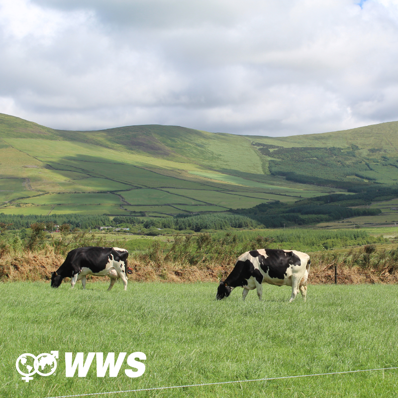 WWS Ireland – WWS Ireland