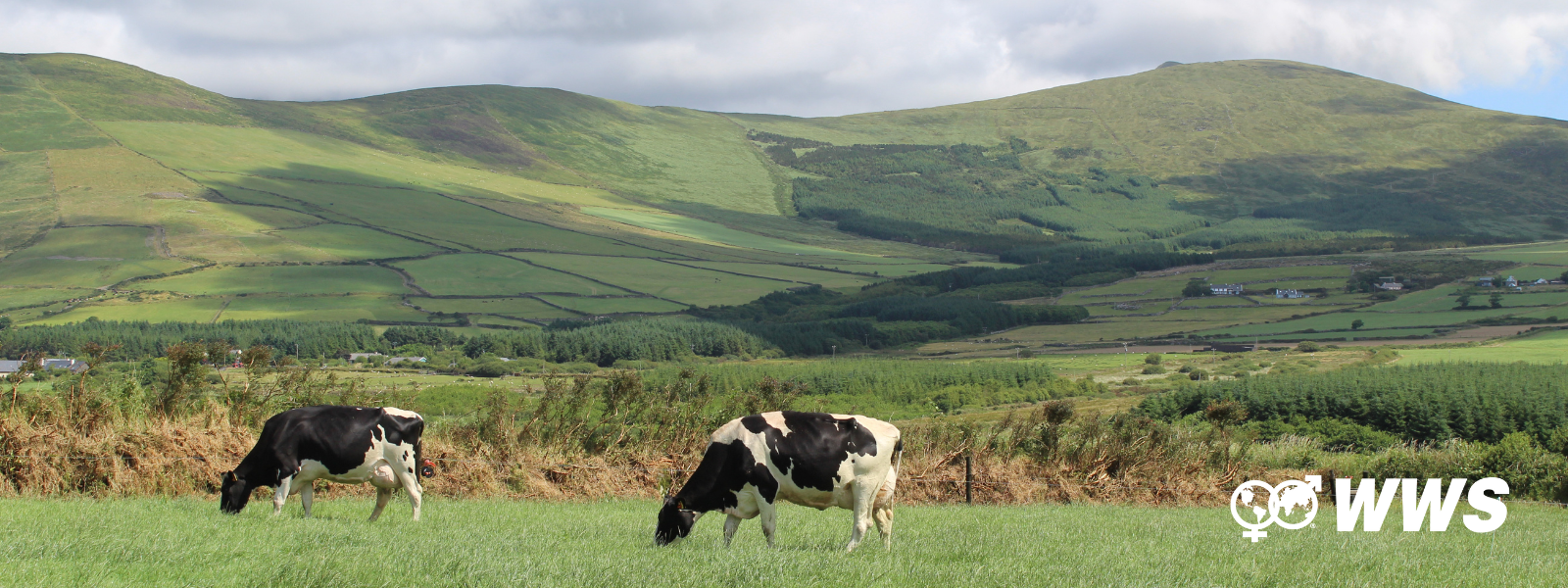 WWS Ireland – WWS Ireland