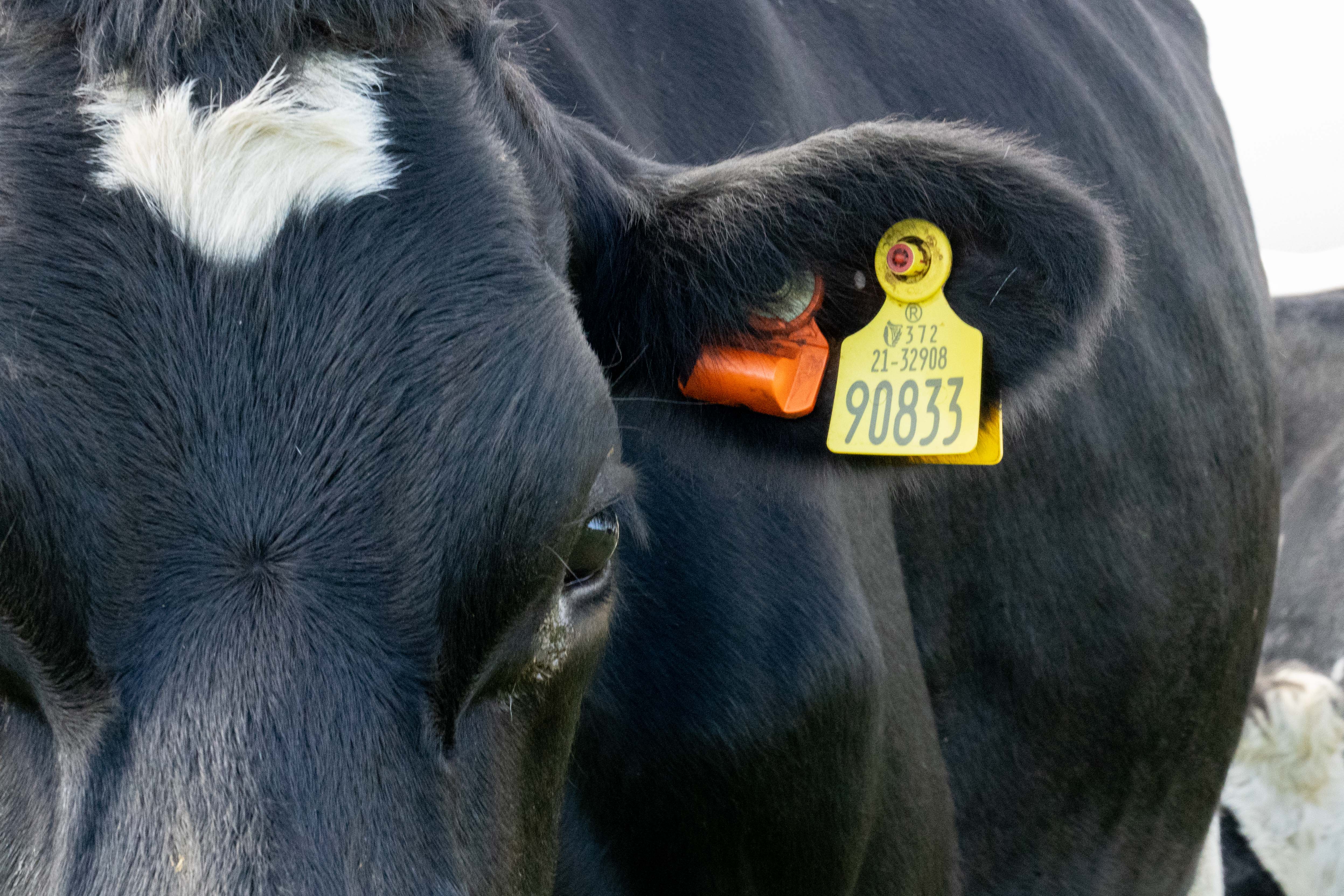 Cow Manager – WWS Ireland