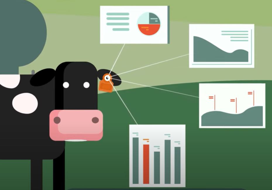 Cow Manager – WWS Ireland