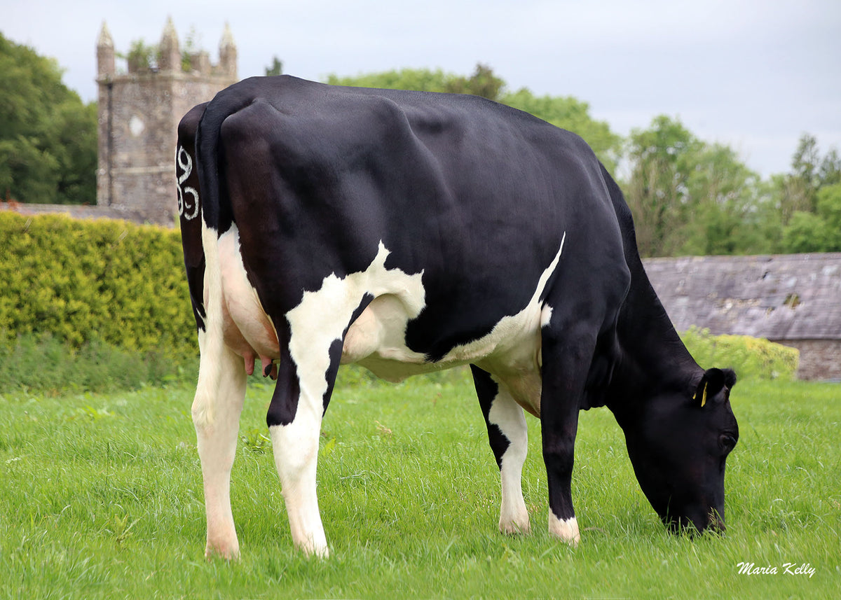 Warrior Dairy Bull | Ballymaddock Warrior FR8034 | Holstein Friesian ...