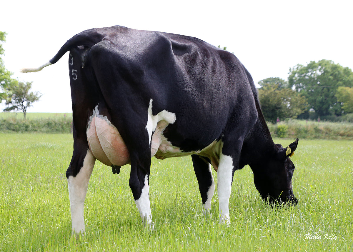 Noel Dairy Bull | Dromreague Noel FR9313 | Holstein Friesian Dairy Bull ...