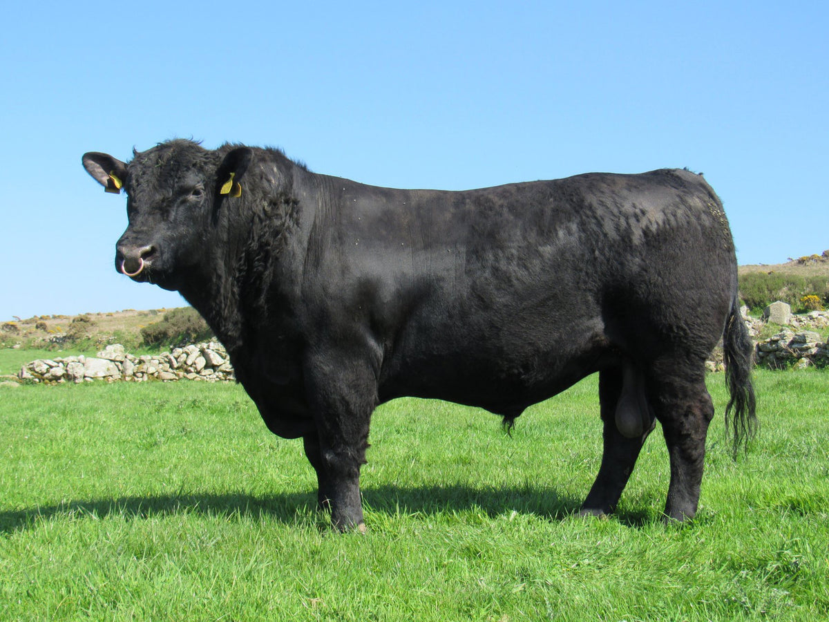 EDMUND Angus Bull | EDMUND | AA2593 | Angus Beef Bull | Beef Sires ...