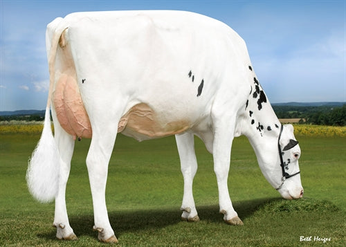 High Oohm Dairy Bull | LADYS-MANOR HIGH OOHM-ET | Holstein Dairy Bull ...