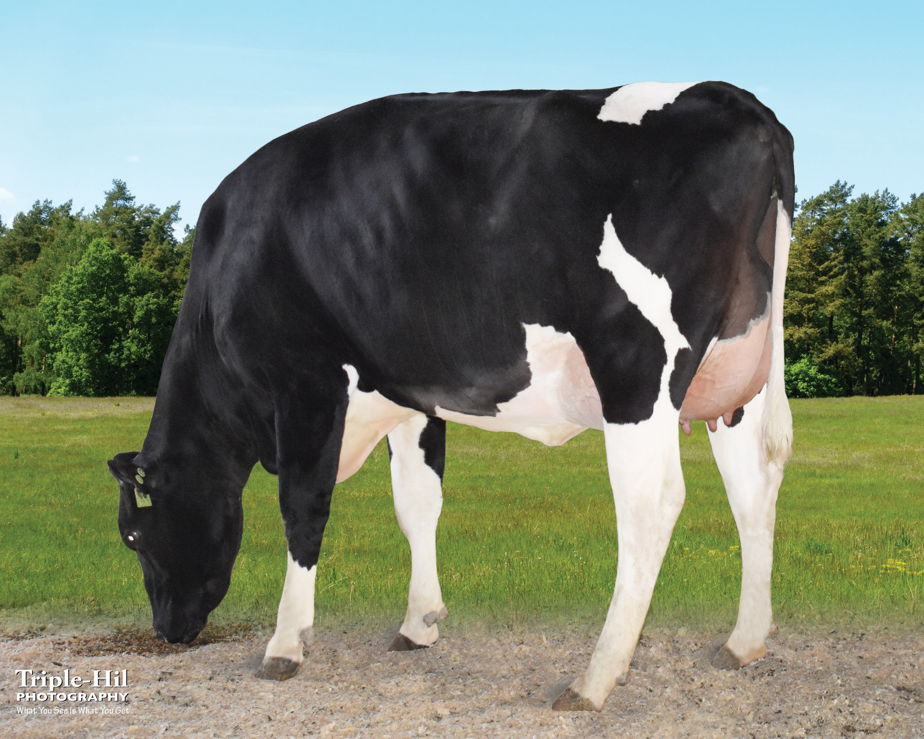 WWS Ireland – WWS Ireland