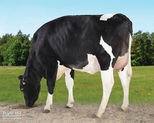 WWS Ireland – WWS Ireland