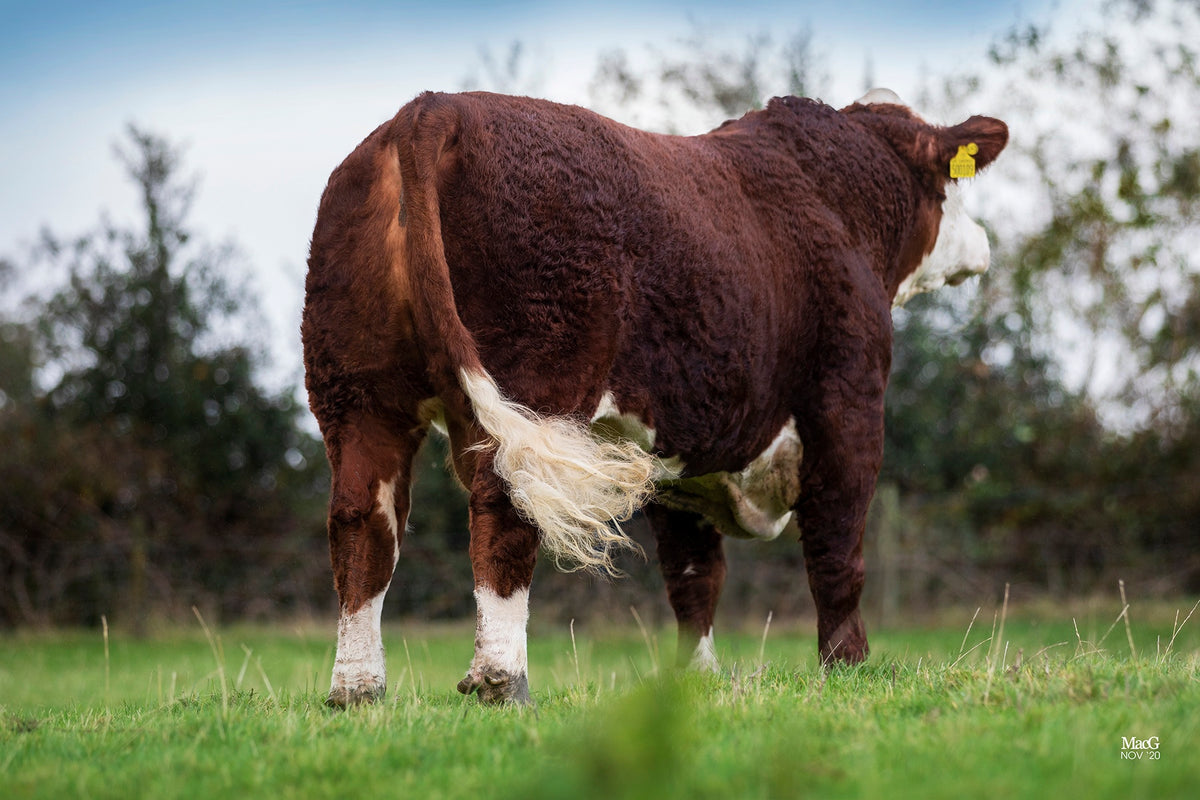 SANTANA Hereford Bull | SANTANA | HE9403 | MOORSIDE 1 SANTANA Beef Bull ...