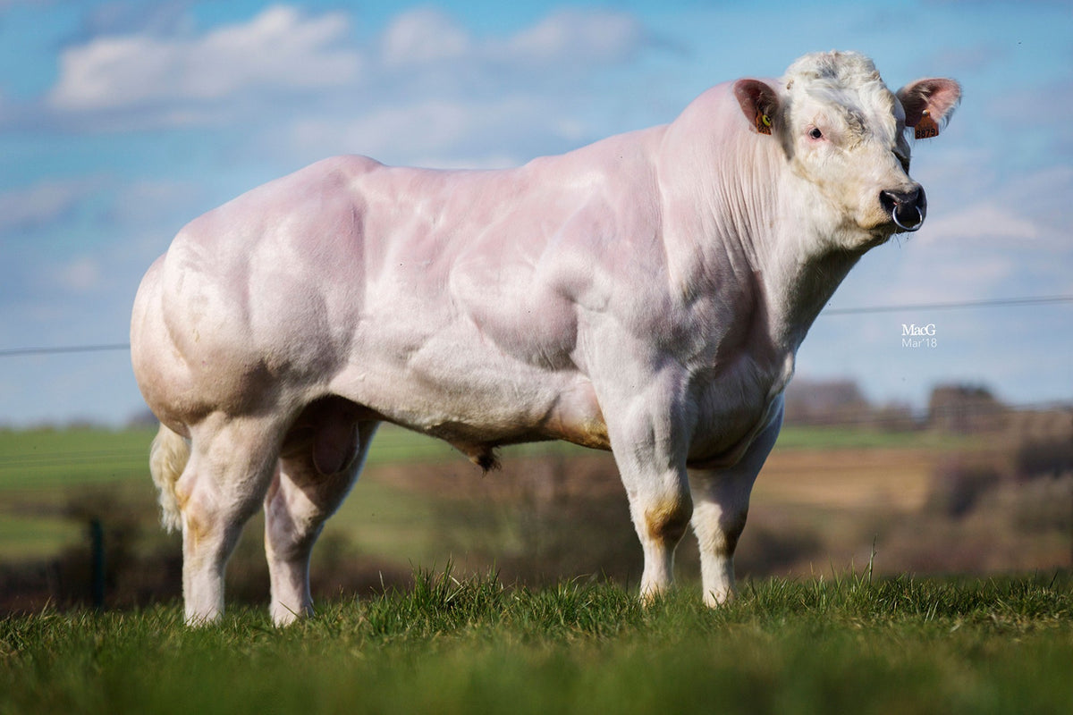 VERGER Belgian Blue Bull | VERGER| BB9741| Belgian Blue Beef Bull ...