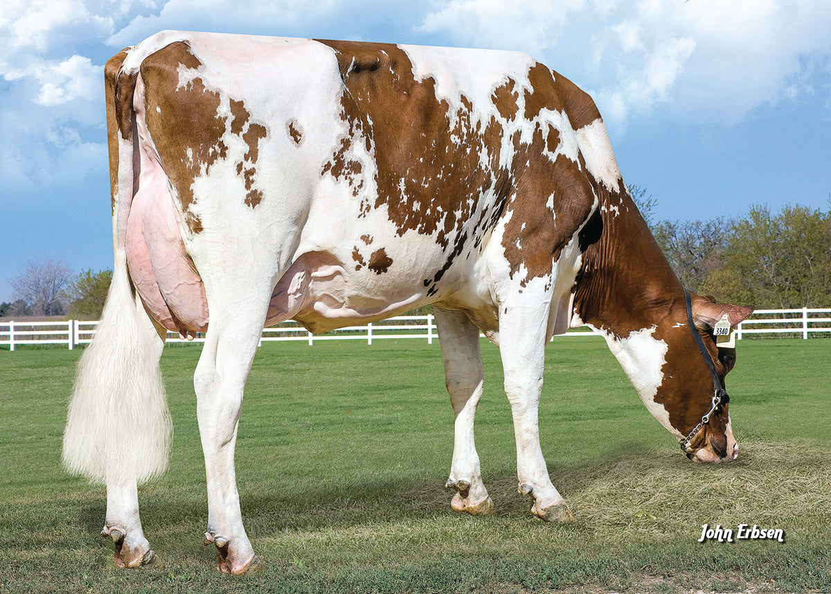 Reeve-Red Dairy Bull | Mr Stone-Front Reeve-Red ET FR7611 | Holstein ...