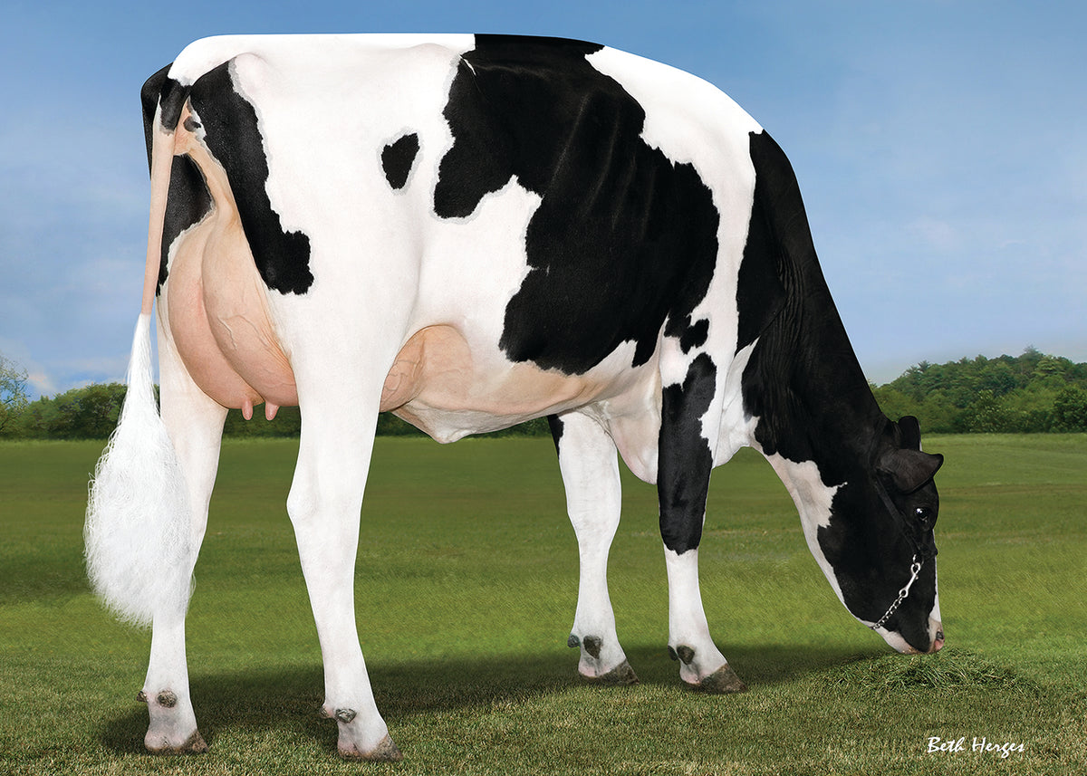 Grassfire Dairy Bull | S-S-I TUA GRASSFIRE-ET FR8613 | Holstein Dairy ...