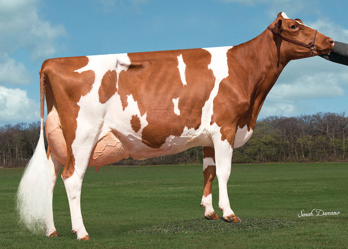 Rager-Red Dairy Bull | Ri-Val-Re Rager-Red ET FR4594 | Holstein Dairy ...