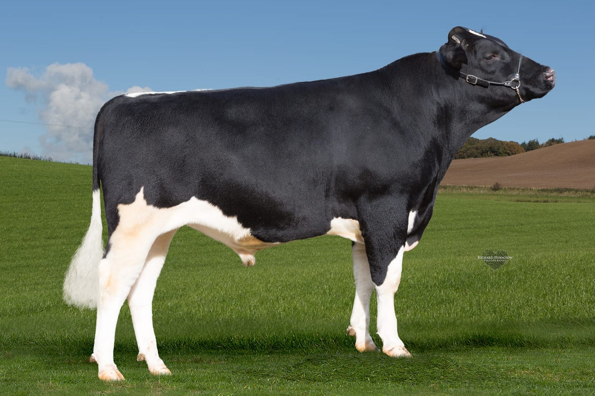 Website Dairy Bull | Whinnow Website FR6613 | Friesian Dairy Bull ...